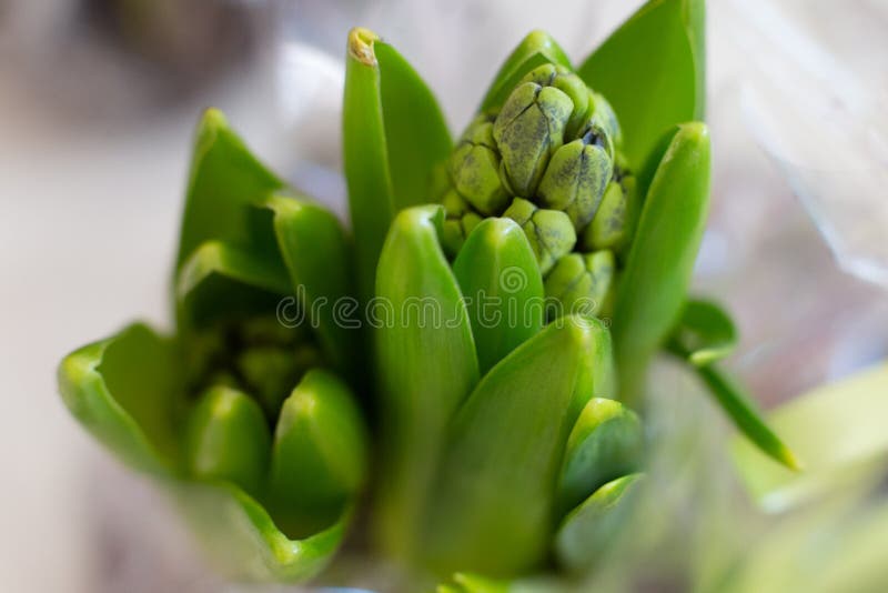 Macro Photography of Young Hyacinth Sprouts Stock Image - Image of ...