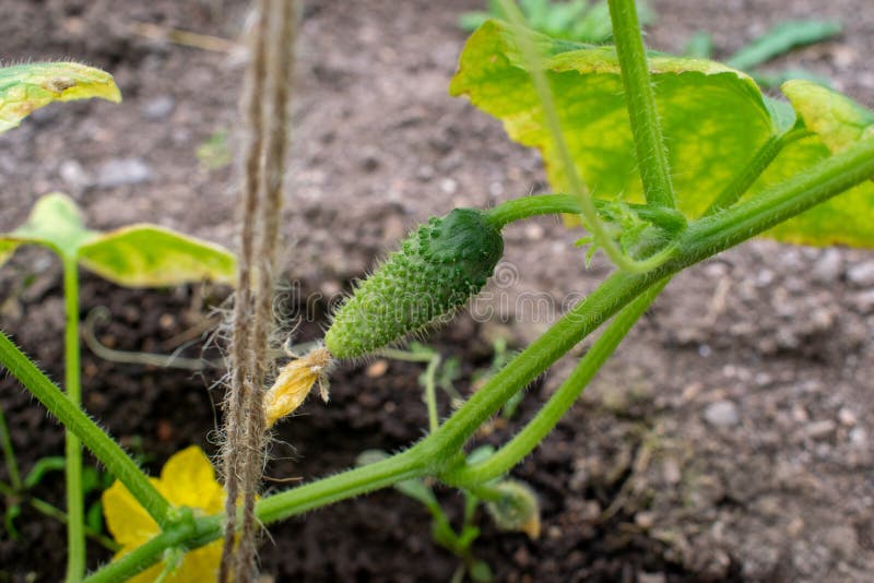 Macro Photos Of Plants Fresh Cucumber Bush Young Green Vegetable In
