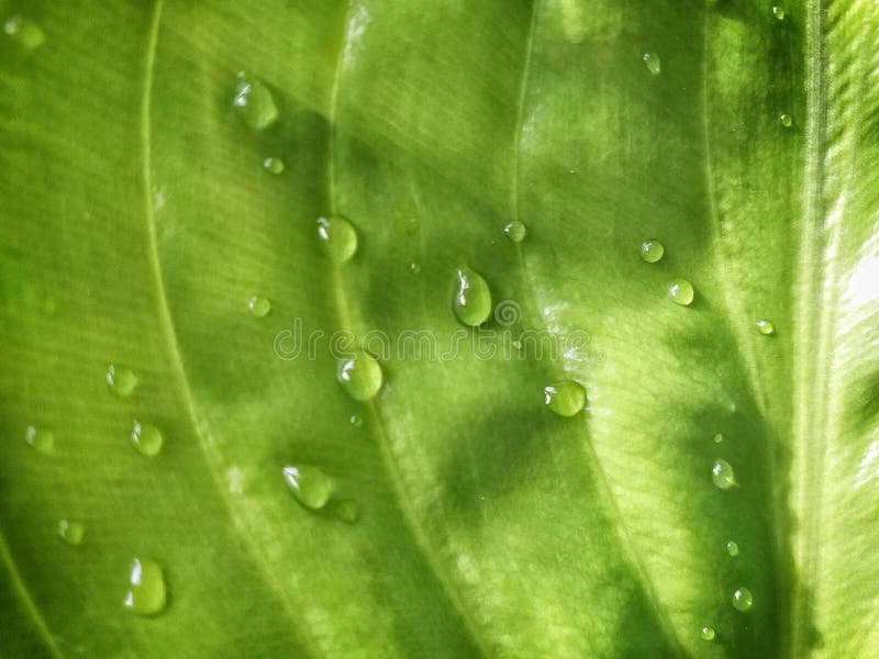 Macro Pic of Spring Dew Drops Stock Image - Image of stripped, nature ...