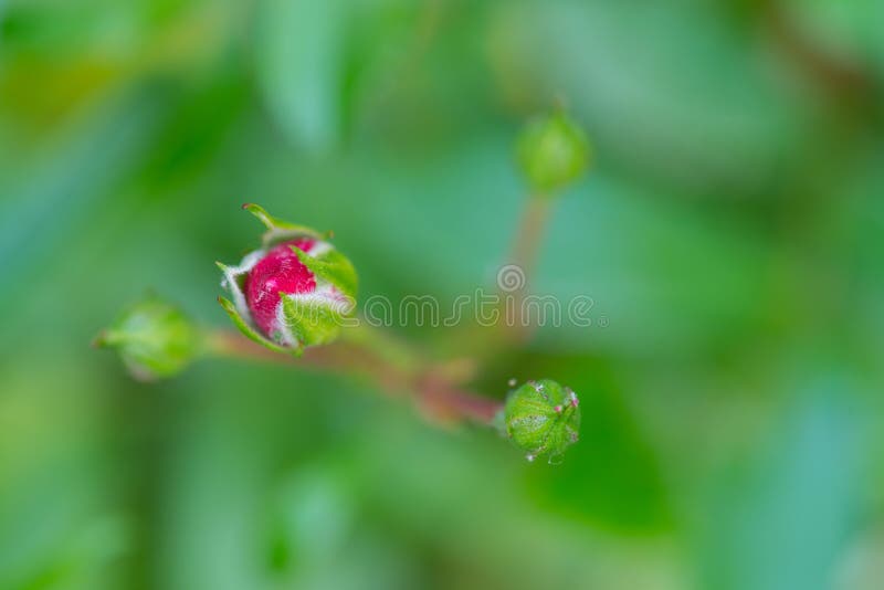 Macro Picture of Budding Roses Stock Photo - Image of rose, roses ...