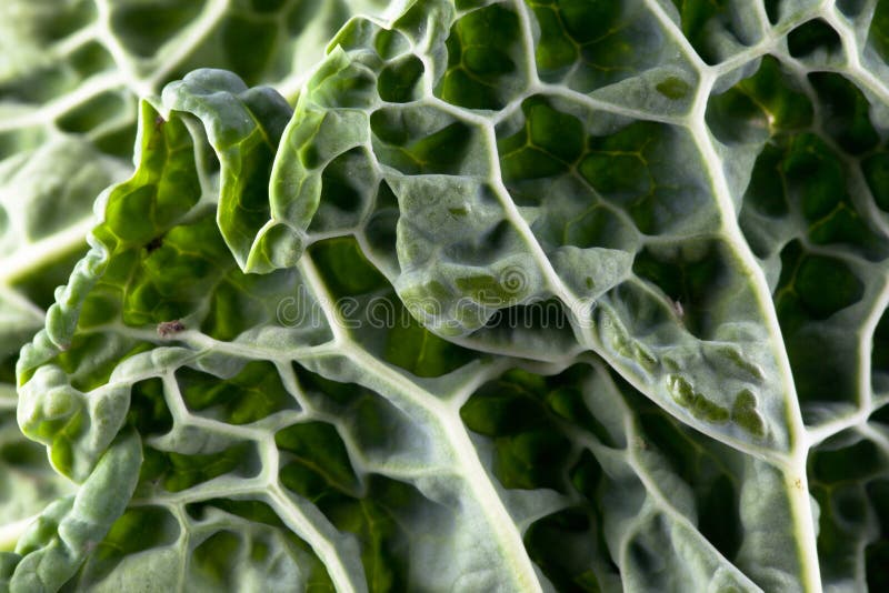 Macro picture of cabbage stock image. Image of green - 21453453