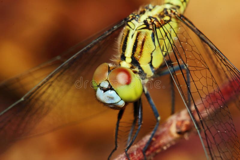 Macro Picture of Dragonfly in the Nature Stock Image - Image of ...