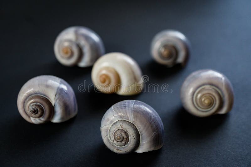 Macro Picture of Five Snail Shells, with Shallow Depth of Field Stock ...