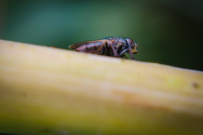 Macro Picture of Fly on the Leaf Stock Image - Image of insect, blossom ...