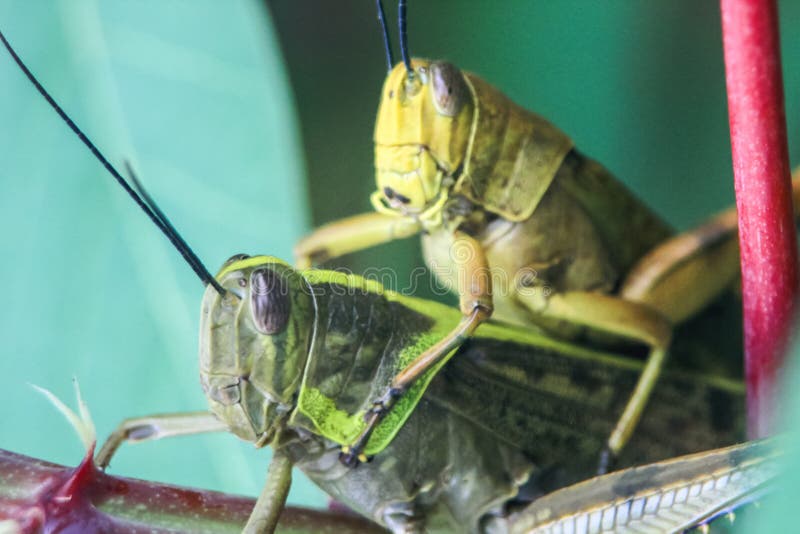Macro Picture of Grasshopper Stock Photo - Image of grasshopper, feeler ...