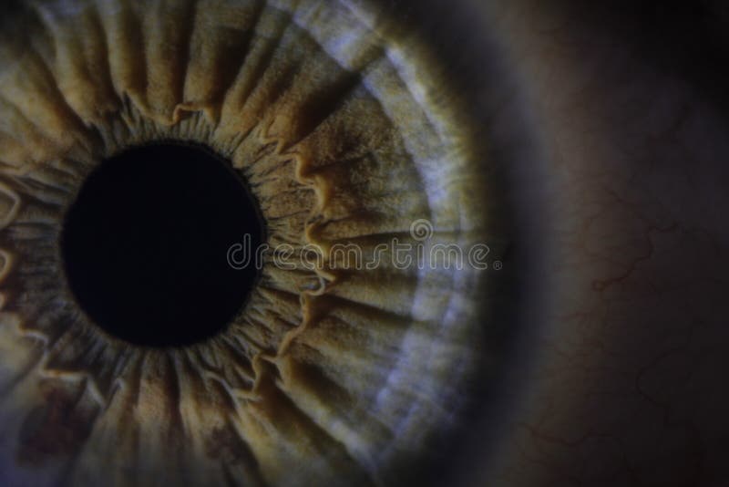 Macro Picture of a Green Human Eye Stock Photo - Image of anatomy ...