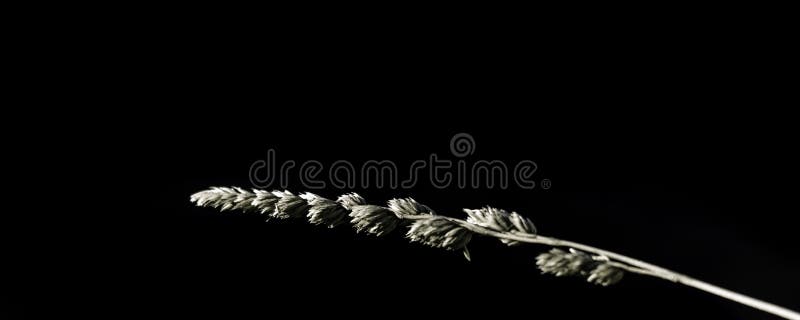 Macro Picture of a Greyscale Branch Against a Black Background Stock ...