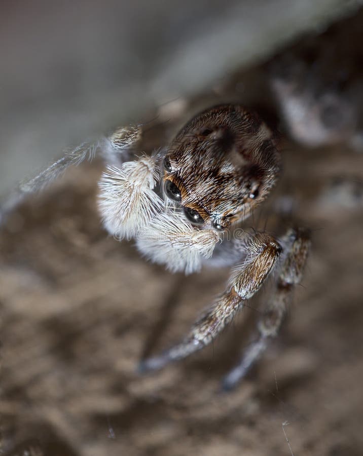 Macro Picture of a Jumping Spider Stock Photo - Image of phidippus ...
