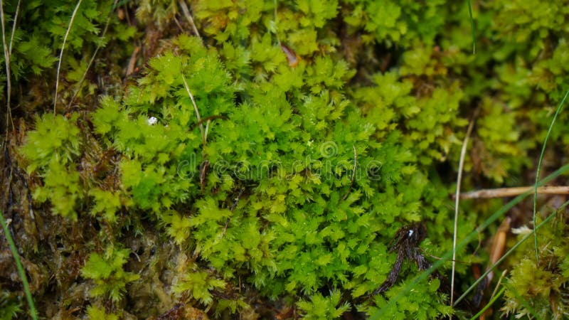 Macro Picture of Moss Close Up Stock Photo - Image of environment ...