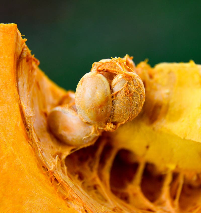Macro Picture of a Pumpkin Seeds Pumpkin Image Stock Image - Image of ...