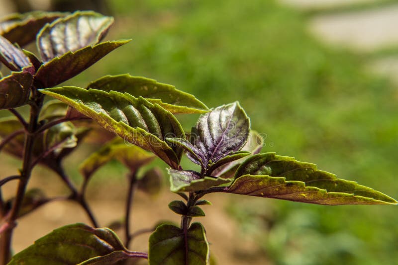 Macro picture of red basil stock photo. Image of ocimum - 131396594