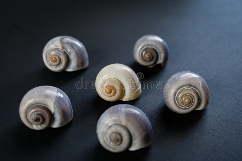 Macro Picture of Six Snail Shells, with Shallow Depth of Field Stock ...