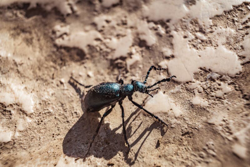 Small insect on the ground stock photo. Image of closeup - 148231120