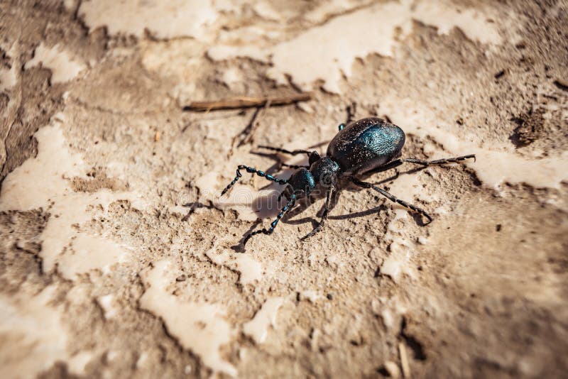 Small insect on the ground stock photo. Image of ground - 148231254