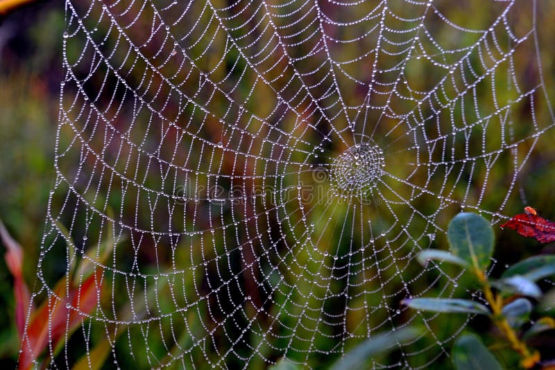 Macro Picture of a Spider Web with Bubble Droplets Under the Sunlight ...