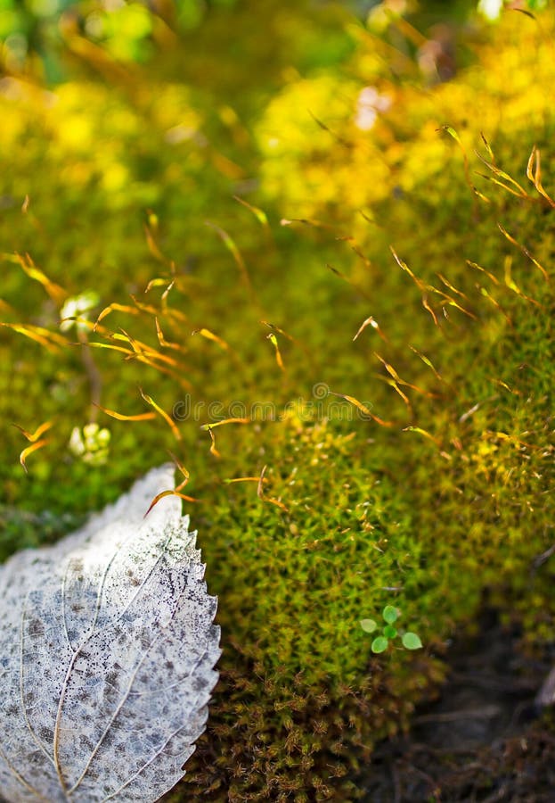 Macro Picture of Vegetation Background Stock Photo - Image of macro ...