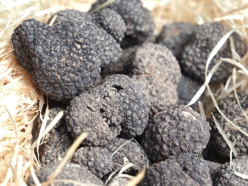 Macro of a Pile of Real Whole Truffles Stock Image - Image of french ...