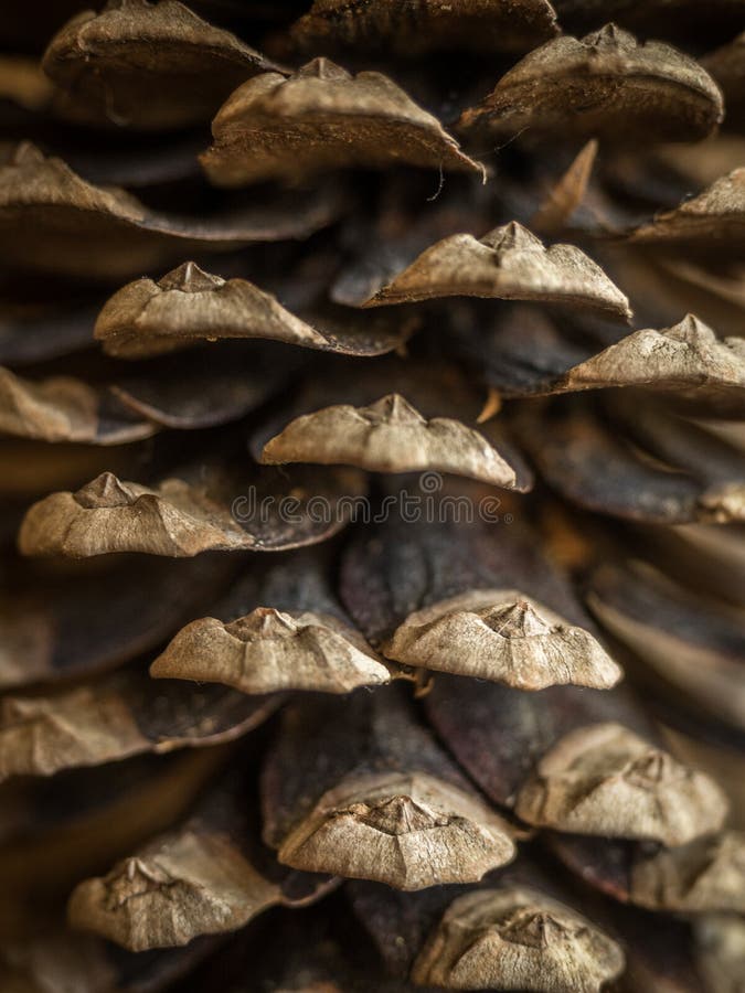 Macro of pine cone stock photo. Image of frame, plant - 179851420