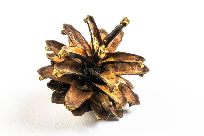 Macro Pine Cone on a White Background Stock Image - Image of culture ...