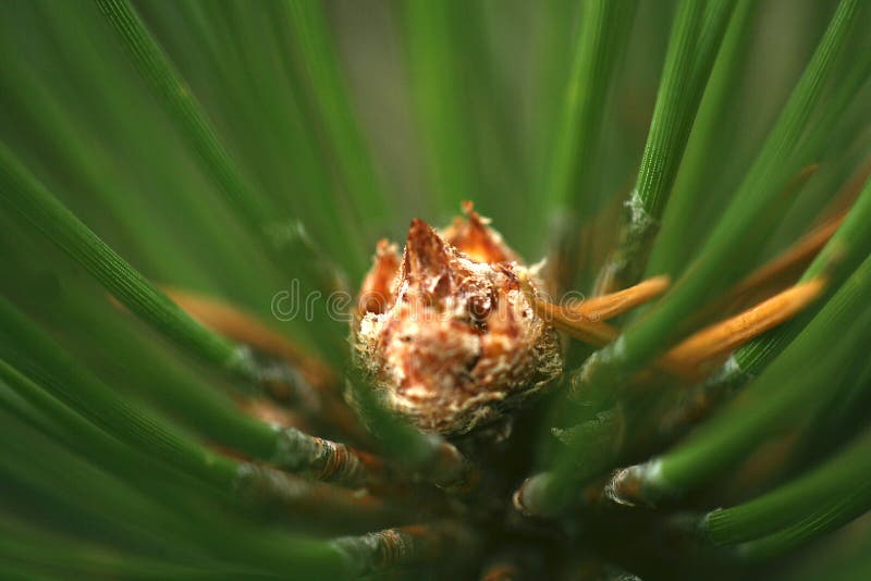 Macro Of Pine Needles Picture. Image: 1335146