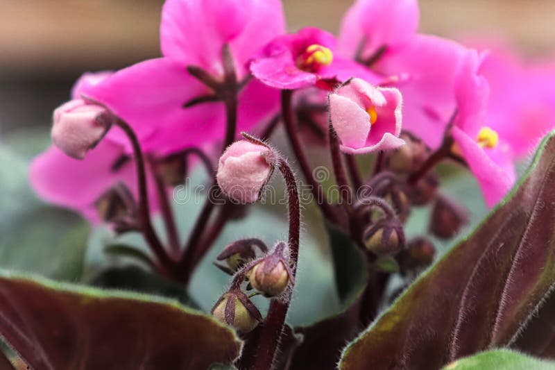 Macro of Pink African Violet Petals Opening Up Stock Image - Image of ...