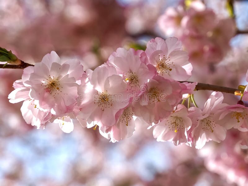 Macro of Pink Blooming Cherry Blossoms, Cherry Tree in Spring Stock ...