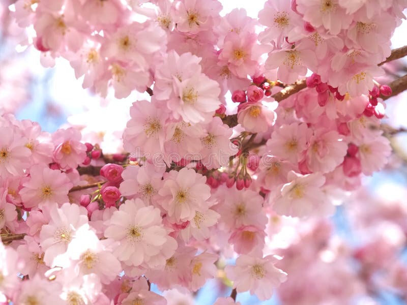 Macro of Pink Blooming Cherry Blossoms, Cherry Tree in Spring Stock ...