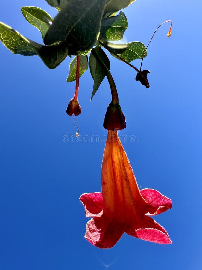Macro of Pink Flower during Annular Solar Eclipse Stock Photo - Image ...
