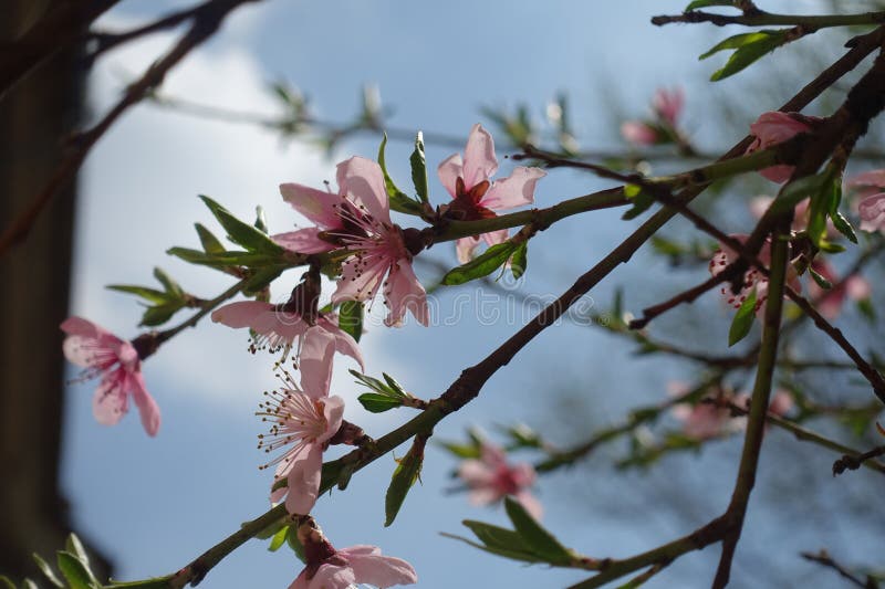 Macro of Pink Flowers of Peach Against Blue Sky in April Stock Image ...