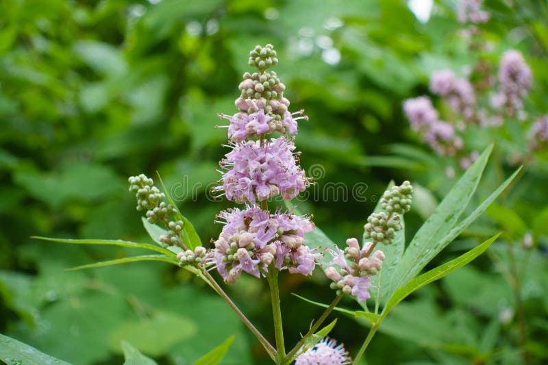 Macro of Pink Flowers of Vitex Agnus-castus Stock Photo - Image of ...