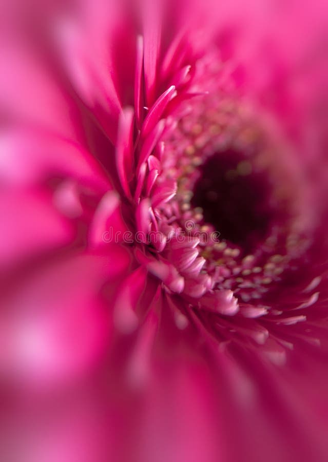 Macro Of Gerbera Flower Wallpaper Stock Image - Image of genus, flower ...