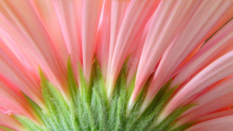 Macro Of Gerbera Flower Wallpaper Stock Image - Image of genus, flower ...