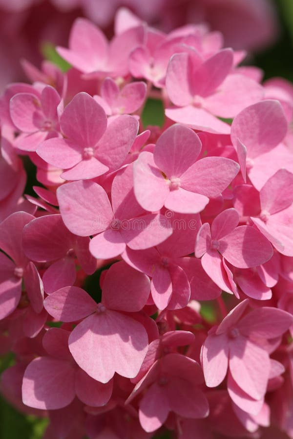 Macro of pink hydrangea stock image. Image of hydrangea - 124827323
