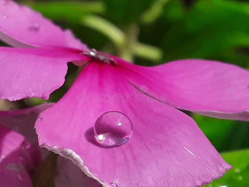 Macro Pink in Nature Raindrop Drop on Flower Stock Image - Image of ...