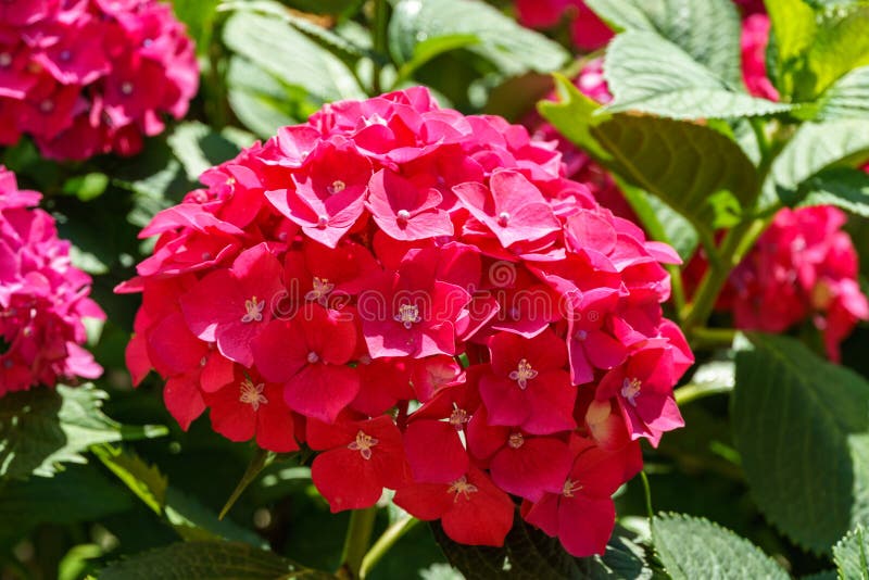 Macro of Pink and Red Flowers of Hydrangea Macrophylla. Hydrangea ...