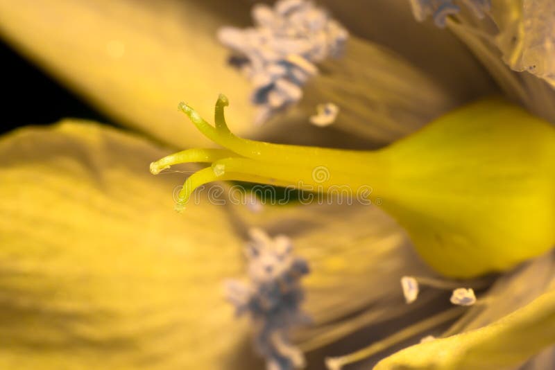 Macro Pistillo Del Fiore Giallo Al Sole Immagine Stock - Immagine di ...