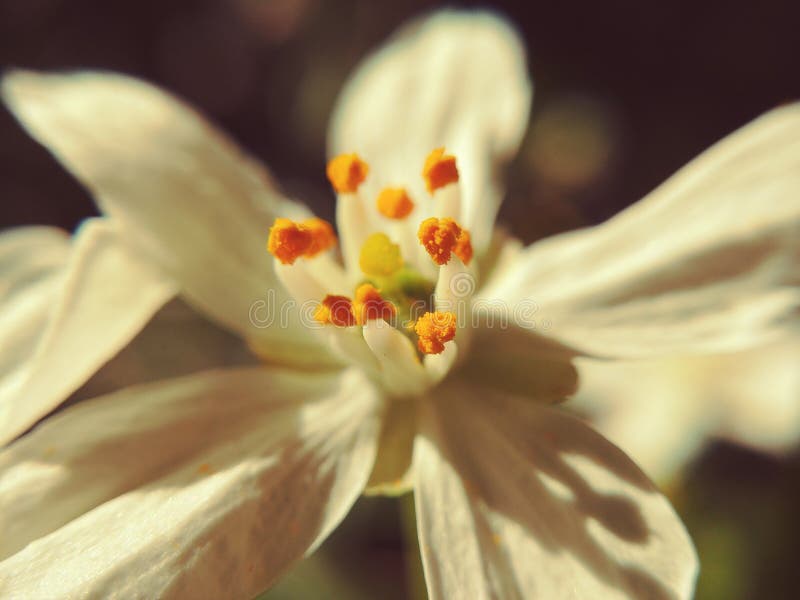 Pistil flower stock photo. Image of pistil, macro, nature - 125566046