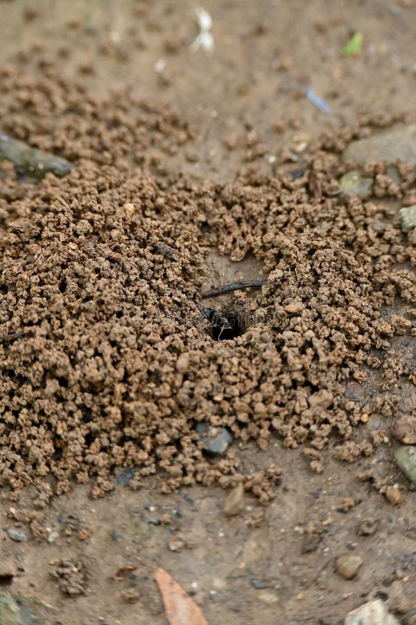 Macro-plan Vertical D'un Nid De Fourmis Avec Trou Souterrain Photo ...