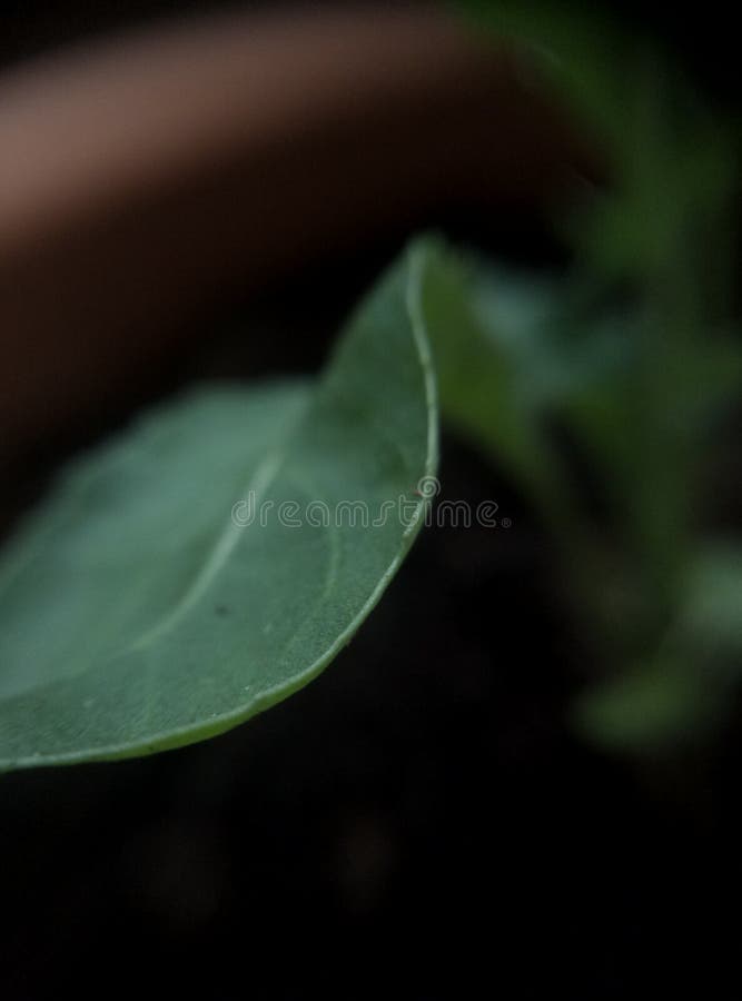 Macro plant stock image. Image of plant, growing, macro - 117799329