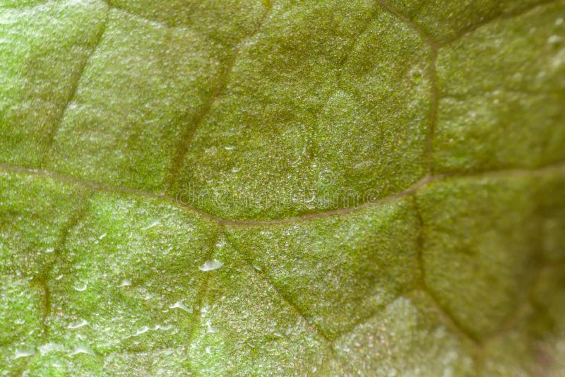 Macro of Plant Leaf Texture Nature Background Stock Image - Image of ...