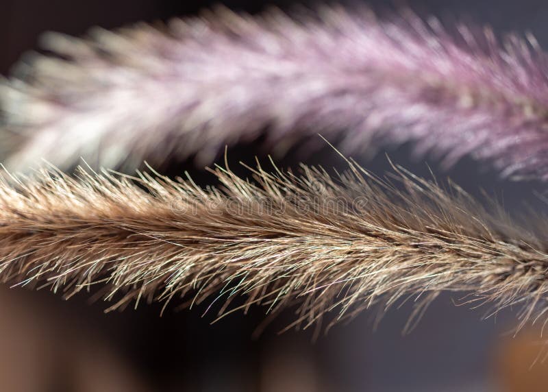 Macro Plant Photography, Blurred Background and Shadow, Selective Focus ...
