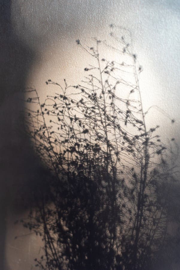 Macro Plant Photography, Blurred Background and Shadow, Selective Focus ...