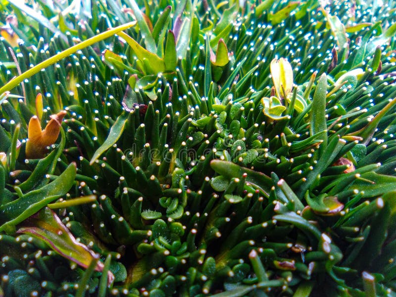 Macro Plants Typical of Wetlands Stock Image - Image of leaf, plant ...