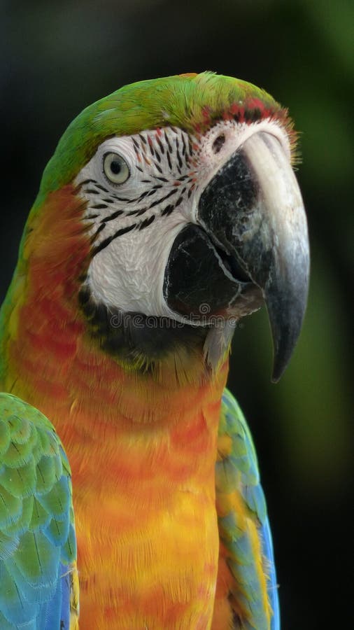 The Beautiful Macaw in the Zoo Stock Image - Image of fluffy, bird ...