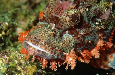 Macro of Poisonous Dragon Head Fish Stock Photo - Image of scorpionfish ...