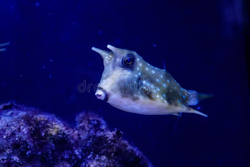 Macro Poissons De Linnaeus De Cornuta De Lactoria Image stock - Image ...