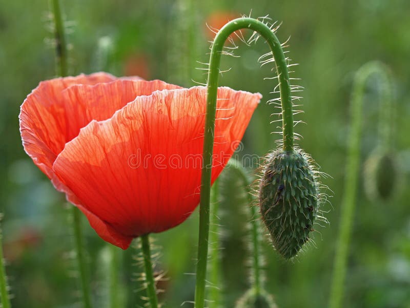 Macro of a poppy flower stock image. Image of detail - 166491457