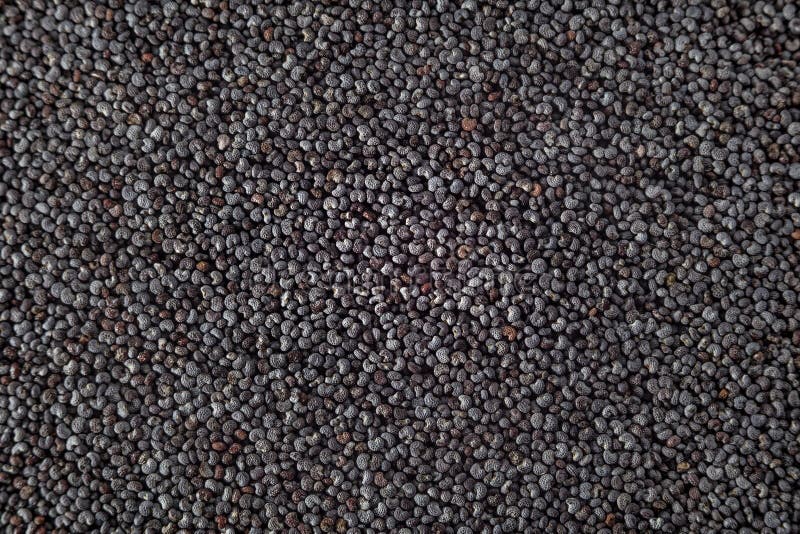 Macro Poppy Seed Texture stock image. Image of close - 141528909