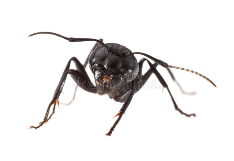 Macro Portrait of Ant Warrior Stock Image - Image of formicidae ...