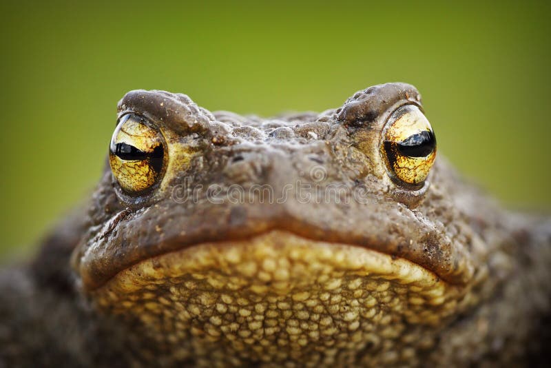 Portrait De Crapaud Vert Européen Mignon Image stock - Image du faune ...